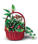 Just Flowers - item: Red Christmas Basket Garden