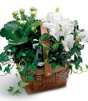 SENDINGFLOWERS.COM - item: White Assortment Basket