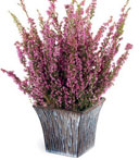Just Flowers - item: Rosy Pink Heather