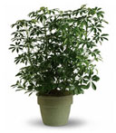 Flower.com - item: Amazing Grace