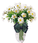 Flower.com - item: My Little Daisy