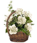 Flower.com - item: Carnation Basket