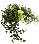 Flower.com - item: My Pretty Ivy